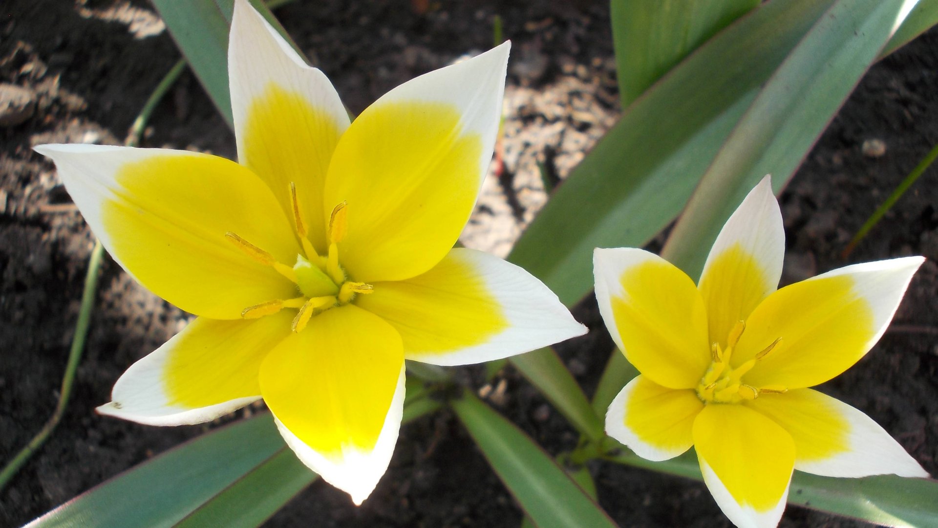 Тюльпан - даёт салют ВЕСНЕ  *  День Тюльпанов  *  Мой сад