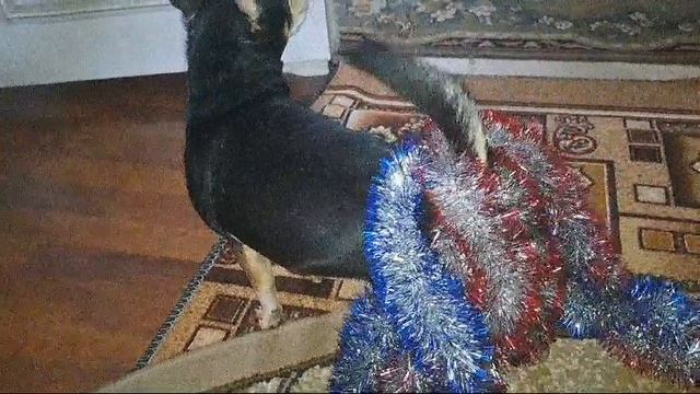 15-04-2025. немного после новогоднего позитива 🐕