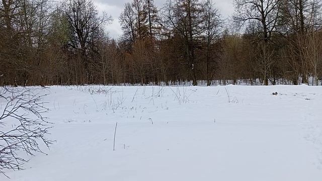 Прогулка у мраморного пруда, утки прилетели. Бицевский парк Москва