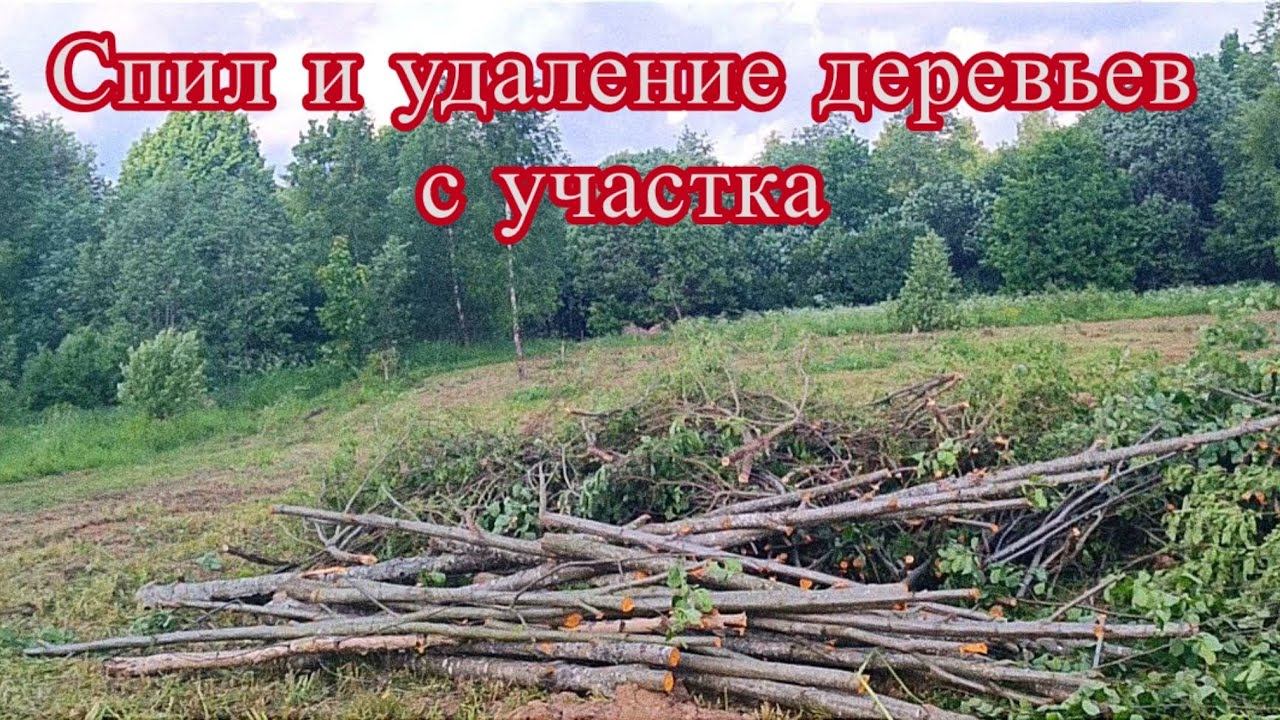 Спил и удаление аварийных и сухих деревьев на участке