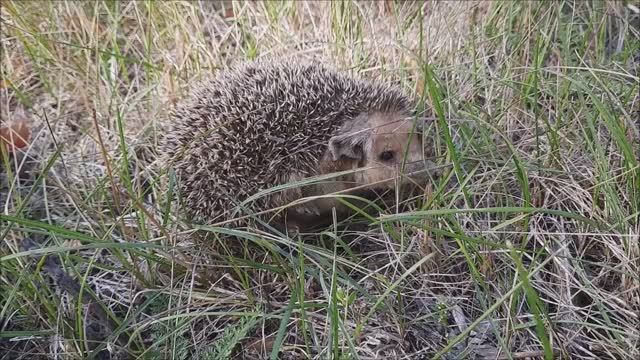 Как спасти ежа