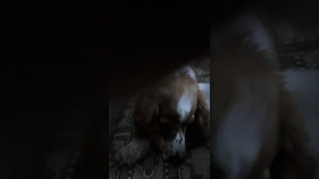 Игрушка🐕🥎