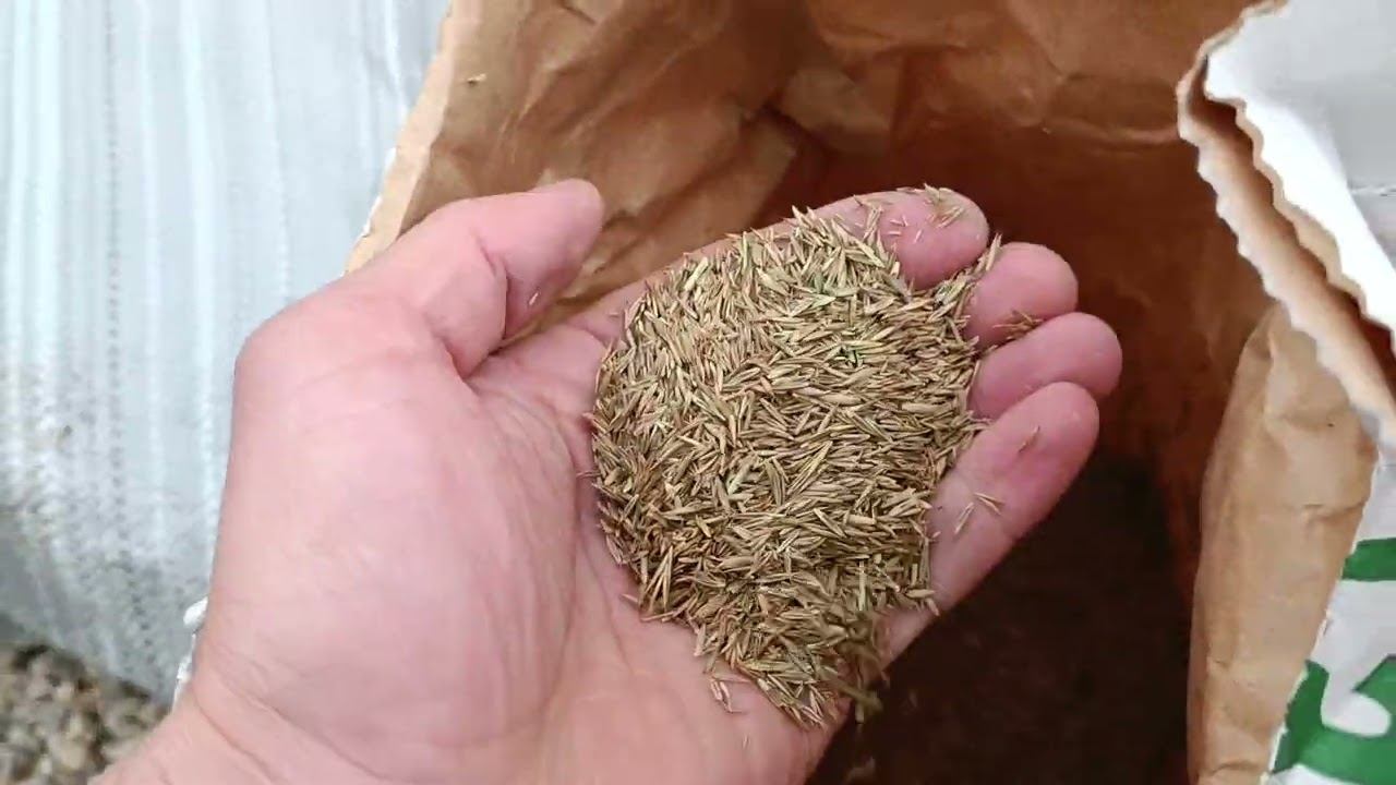 Финальный этап. Посадка газонной травы. Показываю процесс.