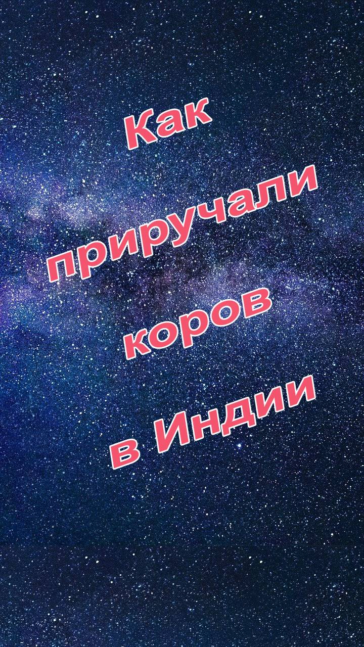Каким образом в Индии приручили коров