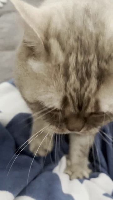 кошачья разминка