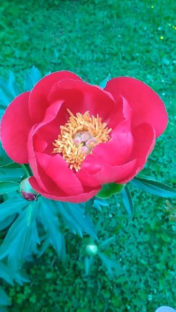 цветение пиона RASPBERRY CHARM