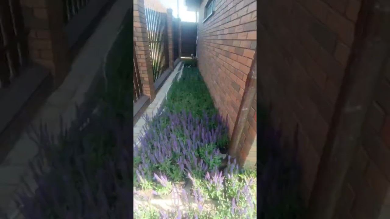 Производим озеленение и посадки на участках в московской области. #посадкарастений