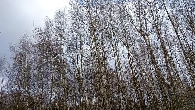 Иду по лесопарку первым весенним теплым днём.Релакс. Бицевский парк Москва