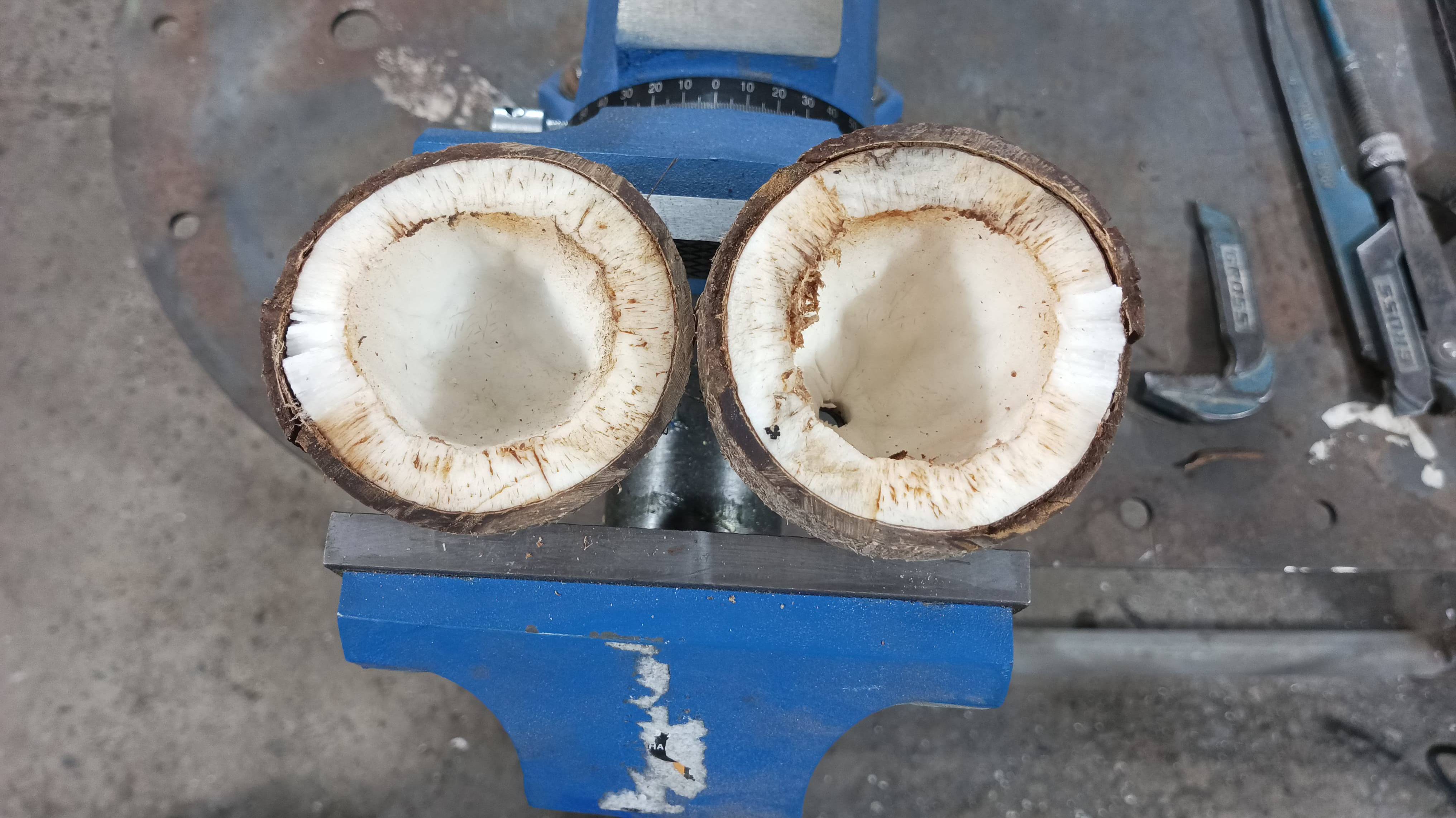 нашли кокос на енисее будим вскрывать