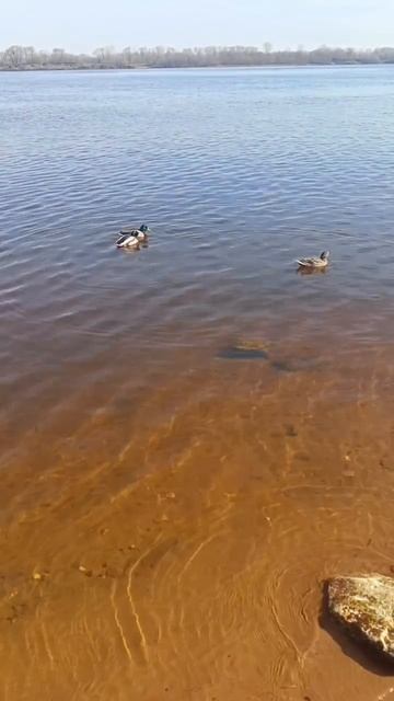 Утиные нежности