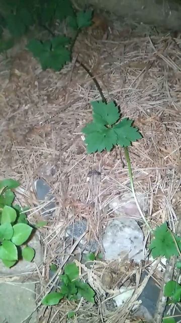 Думала, что светлячки уже и не существуют