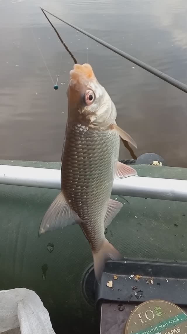 Крупная плотва клюёт как из пулемета. Открыл сезон с лодки