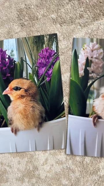 Сейчас вылетит птичка!