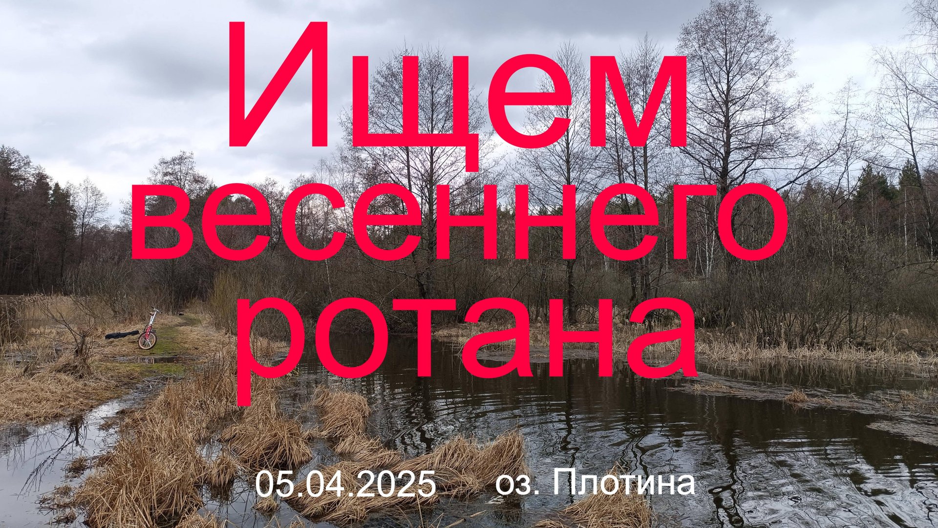 Ищем весеннего ротана и готовимся к летним велорыбалкам. 05.04.2025. озеро Плотина.