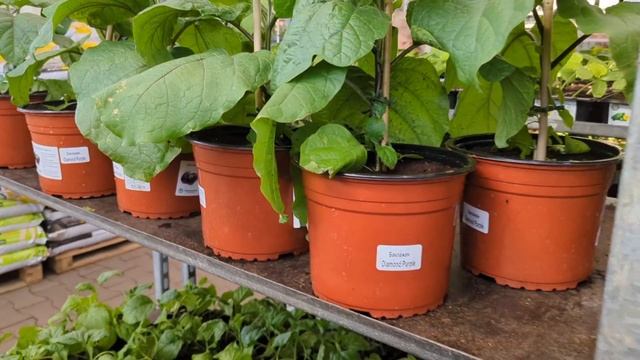 13.04.25.прогулка по магазину ОБИ Мега Парнас СПб..Цветы ..рассада ..мебель садовая 🤪