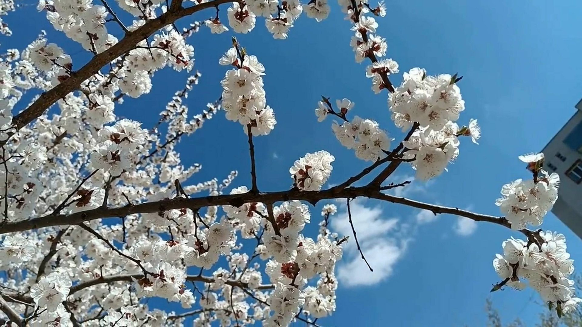 Весна в России. Энгельс, апрель 2025.