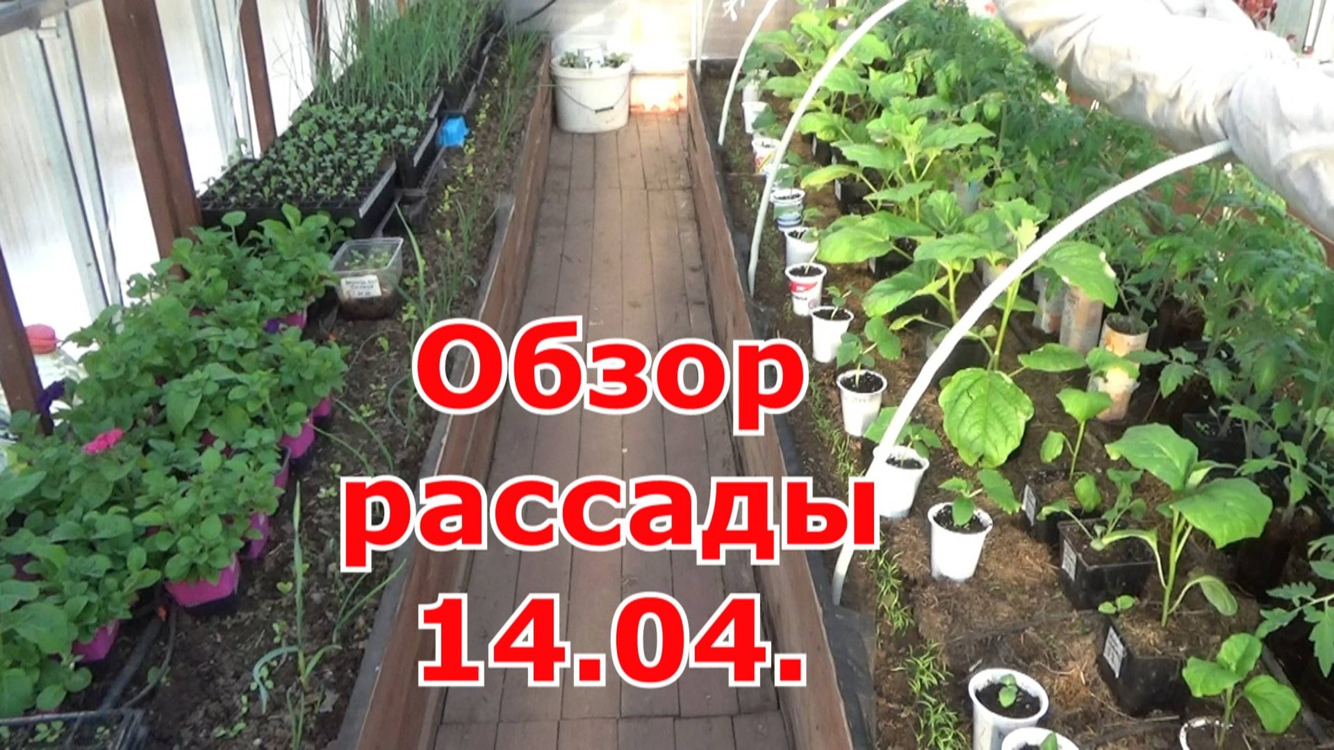 Обзор моей рассады на 14.04. Почти вся рассада уже в теплице.