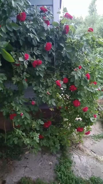 плетистая роза