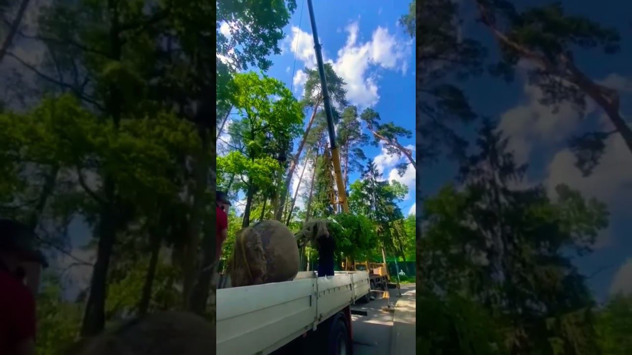 Посадка крупномеров на участок