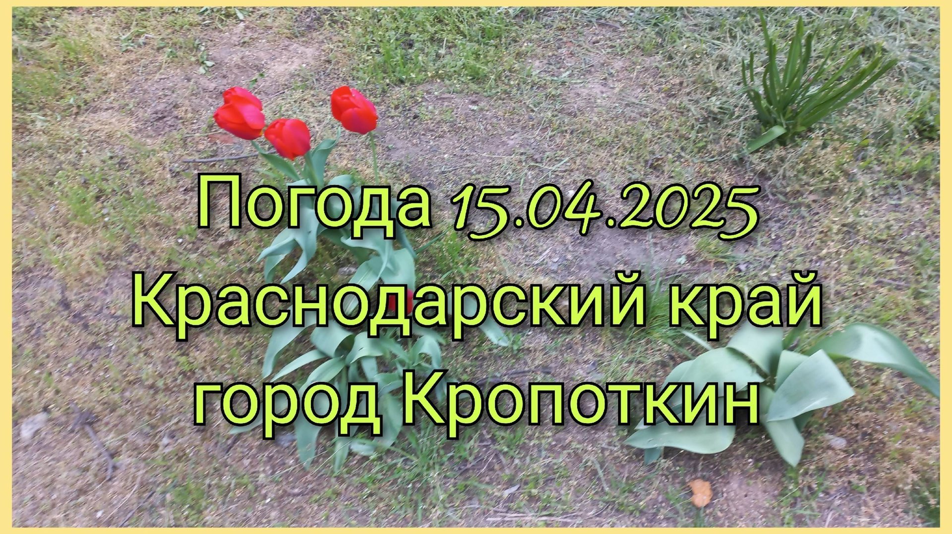 Погода 15 апреля 2025 Краснодарский край город Кропоткин