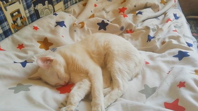 Анекдот Василий Иванович И Петька