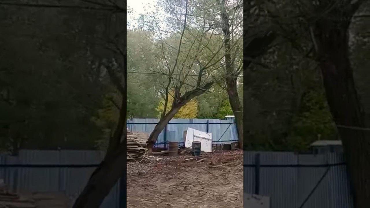 Спил деревьев, корчевка. расчистка участка.