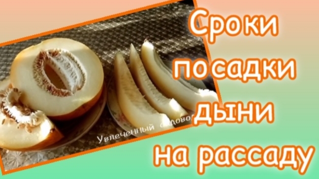 Выбор дынь и сроки посадки на рассаду для Сибири.