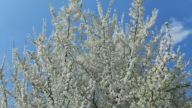 🐝 Пчелы собирают нектар .