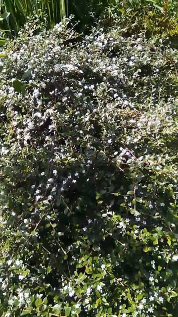 Как цветет кизильник)