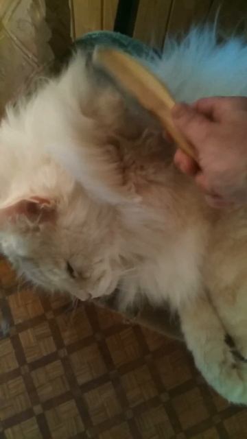 Жара, все кошки спят. А мы с Цезарем вычесываем шерсть)