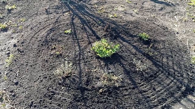 Аптекарский огородик в моём саду или посадки всего, что привезла из города