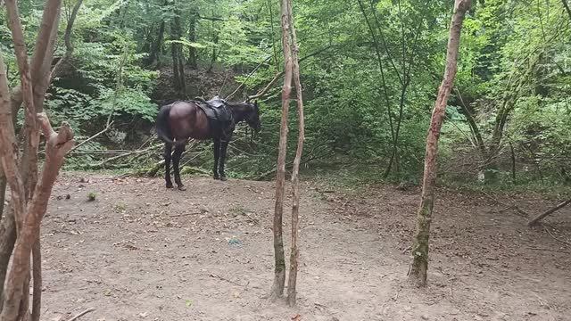 Лошади в ущелье Юг России Адлер поселок Сириус Красивые места