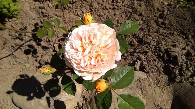 Кроун Принцесс Маргарет-роза, которая заслуживает внимания