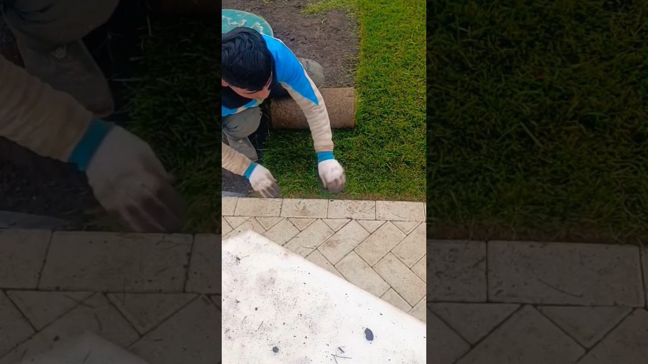 Укладка рулонного газона на участке.