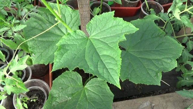 Огурец очень любит "ВОДНЫЕ ПРОЦЕДУРЫ" по вечерам!