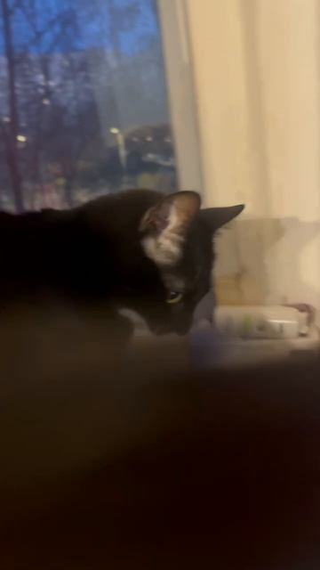 черный кот! у кого есть такой?