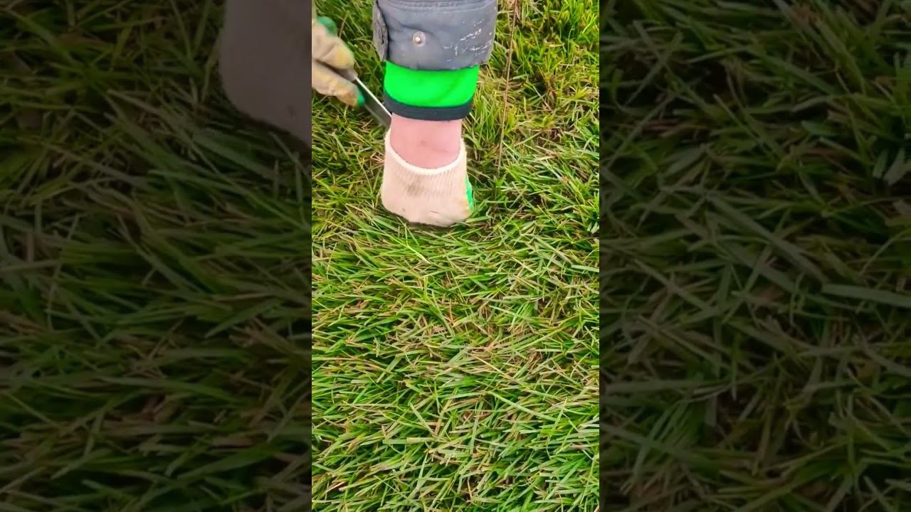 Укладка рулонного газона.