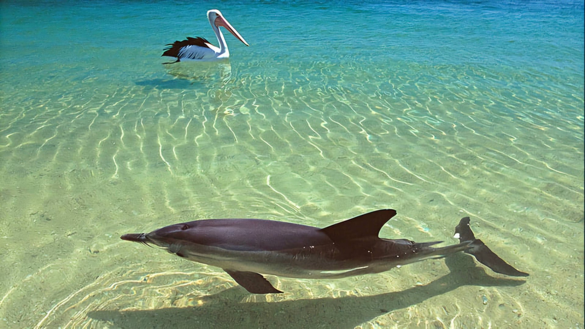 Плыви, дельфин!