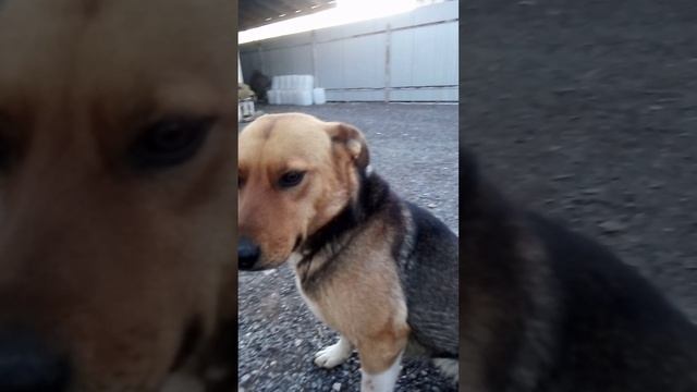 ужин моей собачки 😋