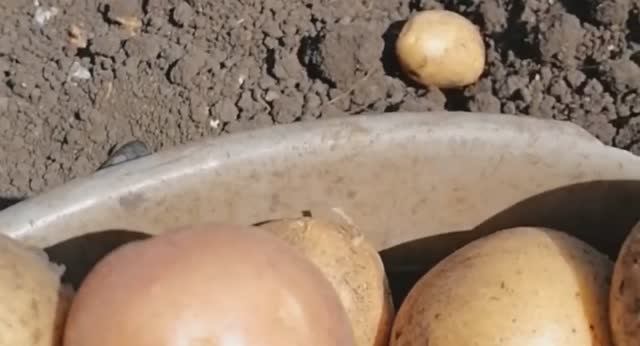 Средство от проволочника. Как теща нашла средство от проволочника