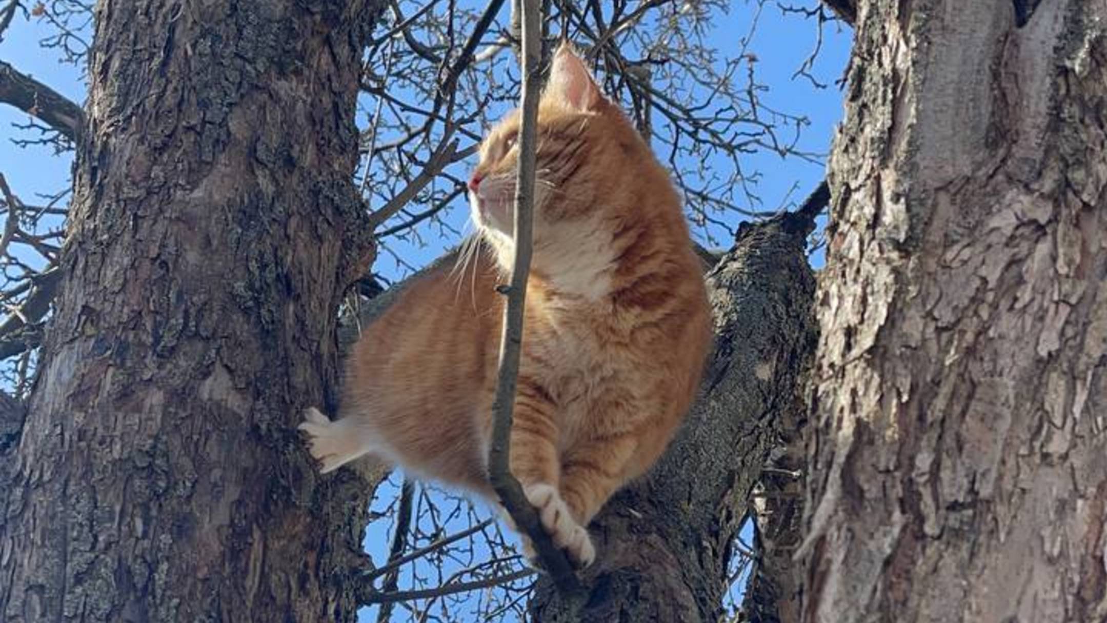 Рыжая кошечка хранительница домашнего очага смешные стихи о котиках.