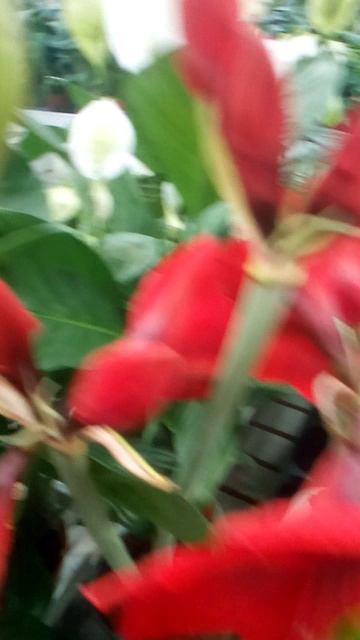 Красный хиппи впечатляет 20250414_152631