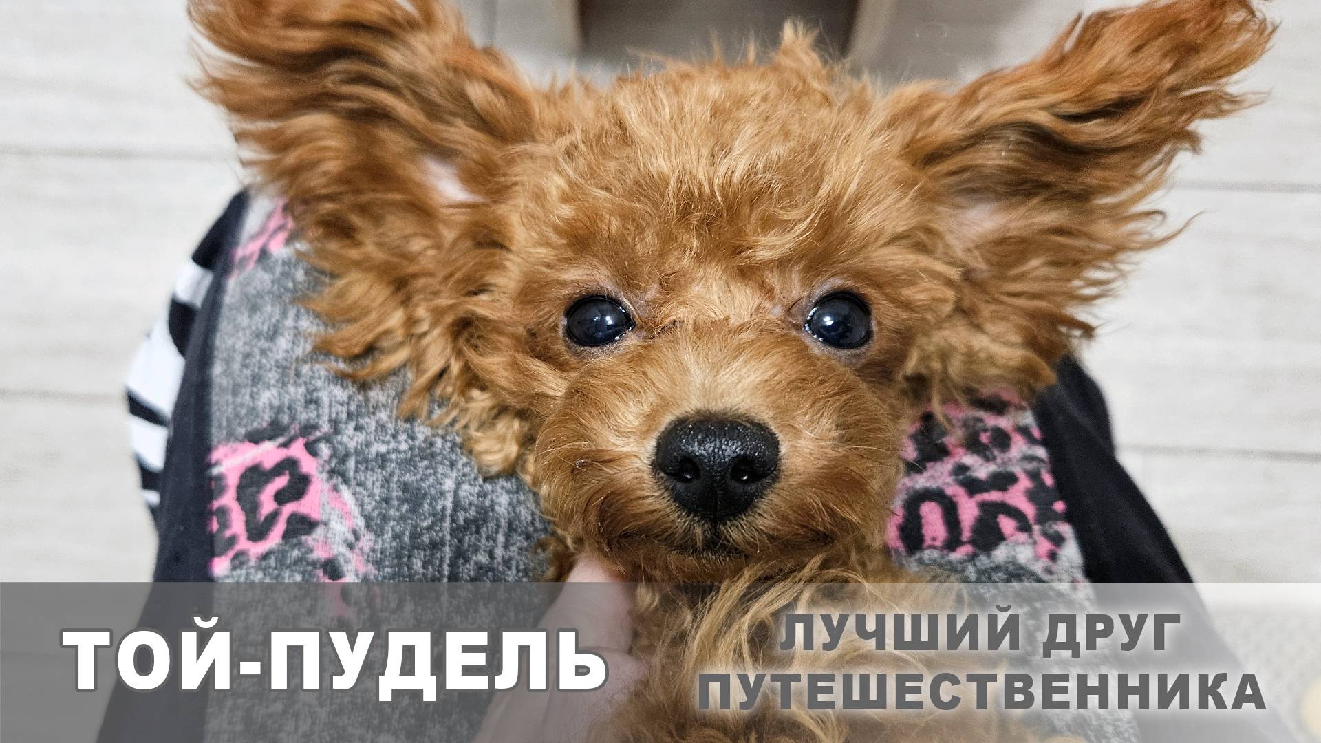 Той-пудель: цена щенка, плюсы и минусы, отличия от мальтипу