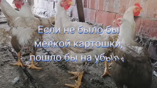 Посчитал, есть ли доход от покупки на рынке бройлеров.