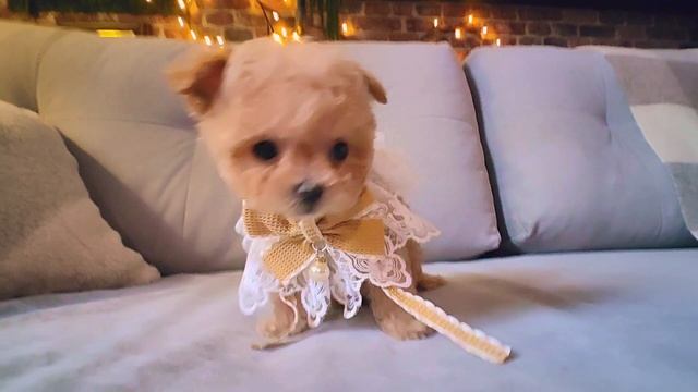 Малышка Мальтипушка