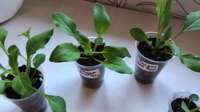 Тайдал, Альбертина, Минибелла: почему плохо растут черенки ампельных петуний?