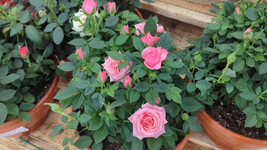 прогулка по магазину О'кей..цветочки и все такое))