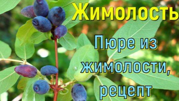 Жимолость. Пюре из жимолости. Рецепт.