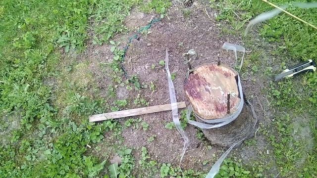 Прошло полтора месяца после прививки на пень яблони, что получилось