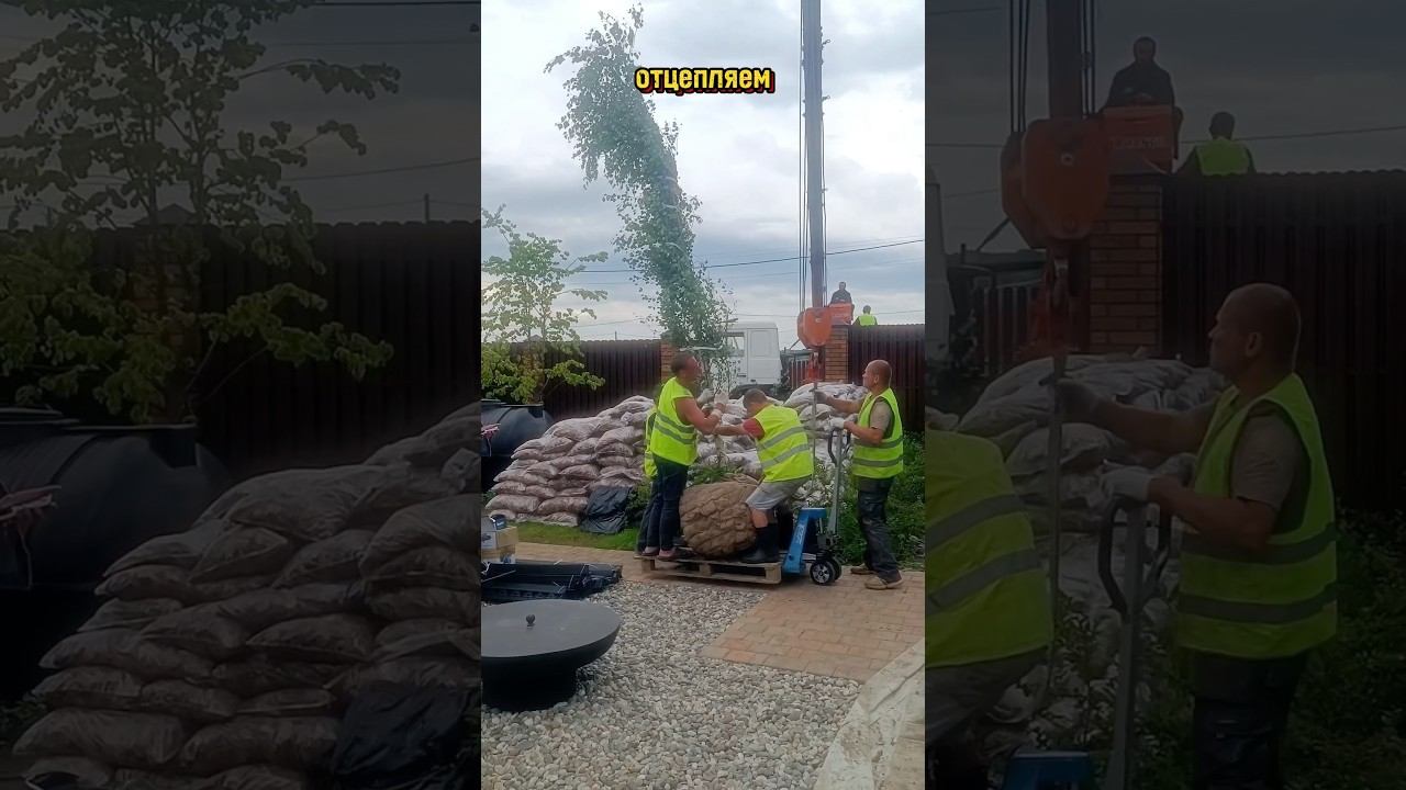 Убираем засохшую березу на участке и сажаем новую. #посадки @otlandshaftnika